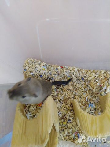 Песчанка