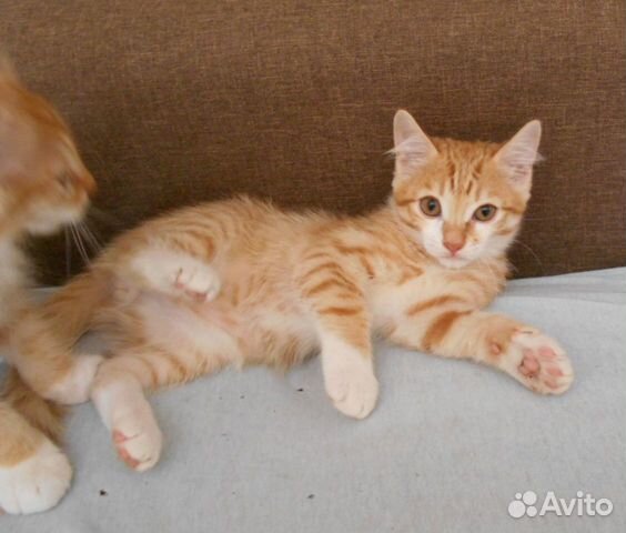 Рыжий котик