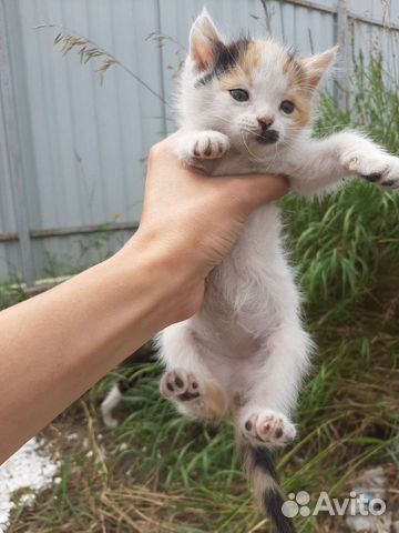 Котята в добрые руки бесплатно