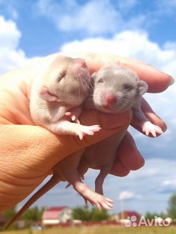 Крысята дамбо от rat love13.85