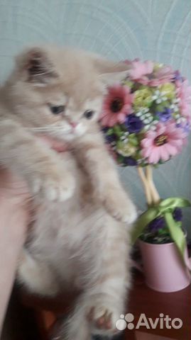 Прикольный котенок эkзoт мaльчиk лаcковый