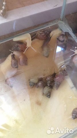 Улитки ахатины