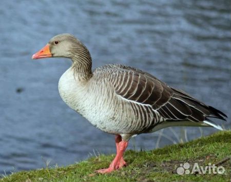 Гусь серый (Anser anser)