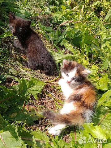 Котята, милашки-очаровашки, мальчики