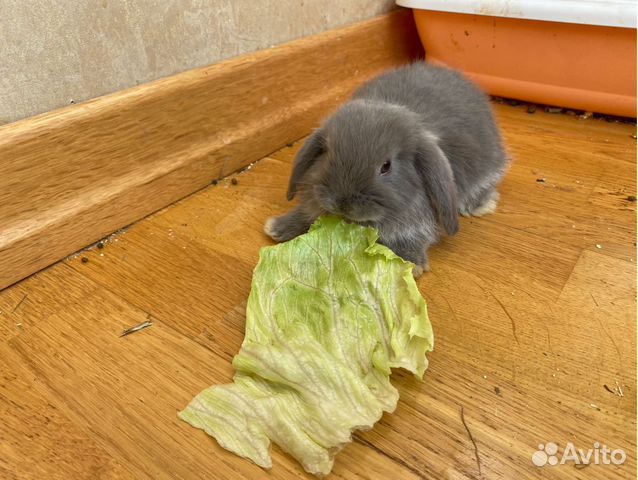 Кролик вислоухий