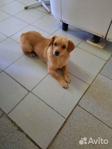 Отдам маленькую собачку, щенка