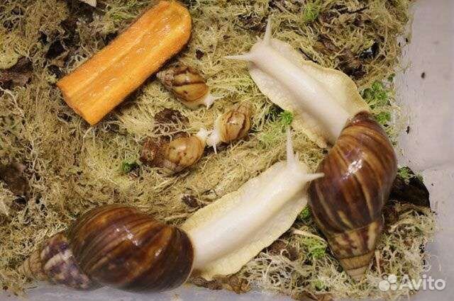 Домашние животные