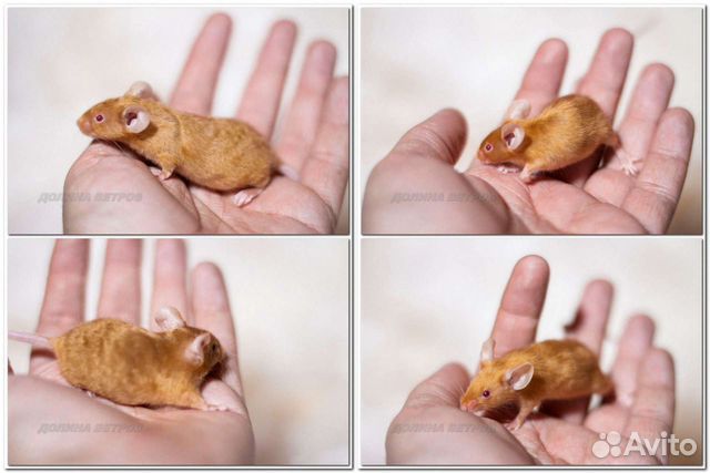 Мышонок сатиновый рекс, фавн, девочка