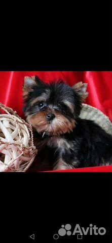 Йоркширский терьер