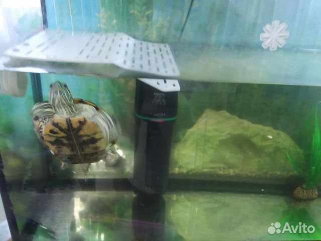 Черепаха красноухая