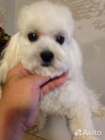 Белоснежный неженка мини мальтипу Ф1