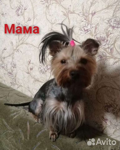 Ерширский терьер мини