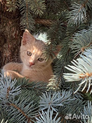 Рыжий котенок