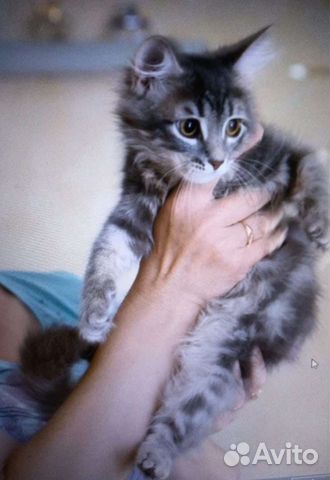 Котенок Микки