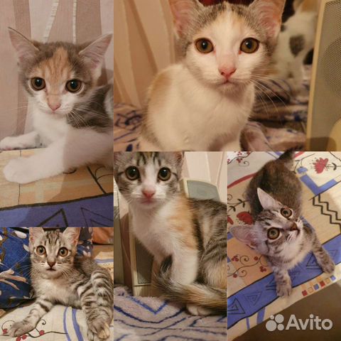 Кошки