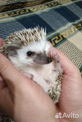 Африканский ежик