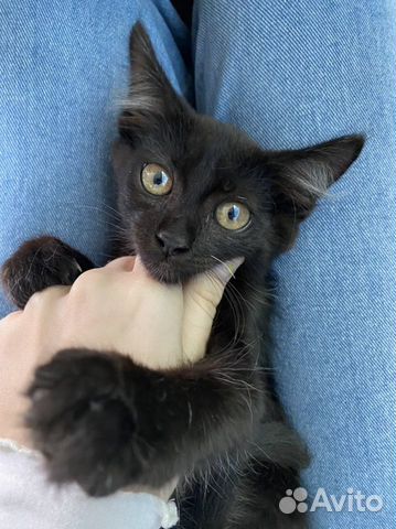 Мега ласковый котенок в добрые руки