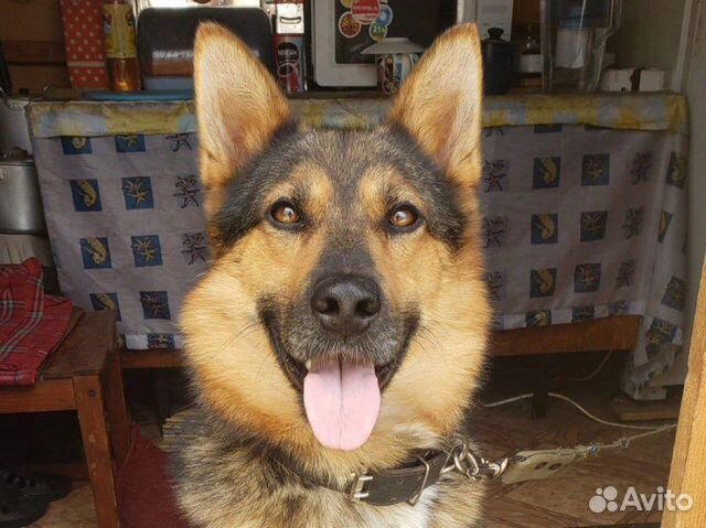 Супер харизматичный пёс Яша