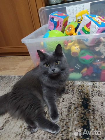 Кошка в добрые руки бесплатно