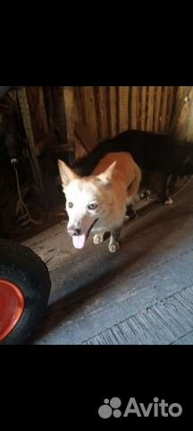 Щенки дворняги