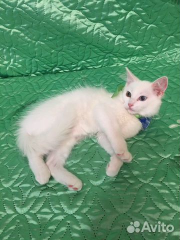 Котенок Маиса