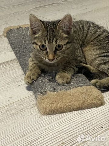 Котенок бесплатно