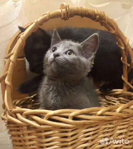 Котенок Лори фенотип русской голубой 1 мес. в дар