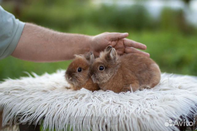 Львиноголовые карлики жёлтые оттеры