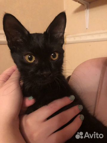 Кошка Евочка