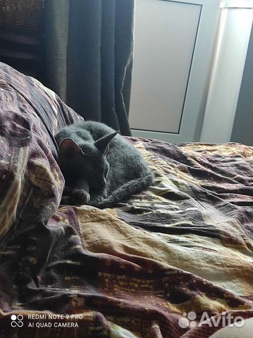 Кошка сфинкс браш