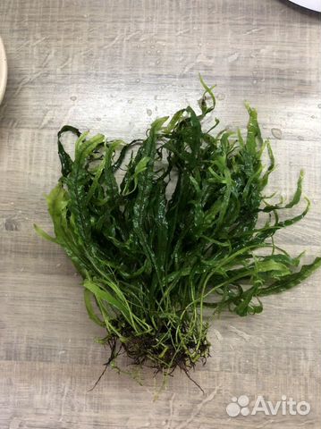 Папоротник fork leaf