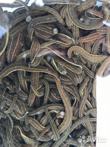 Медицинские пиявки