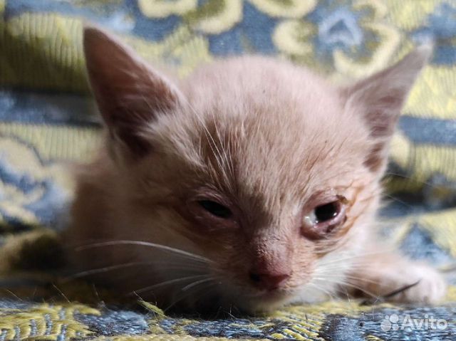 Котята в добрые руки 1 месяц 1000 2 котëнка