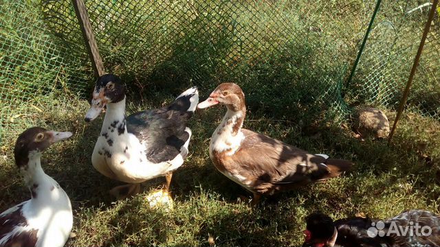 Утки и селезни Мускусные, (Мускусы, Шептуны)