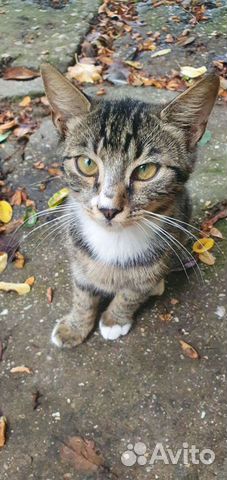 Европейская кошка