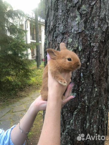 Декоративный кролик