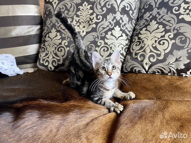 Роскошная кошечка Монако