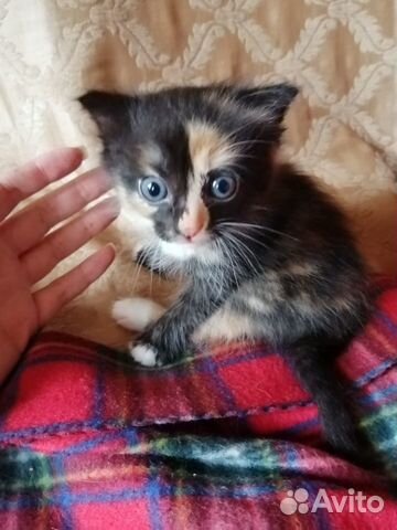 Трехцветный котенок 1 месяц