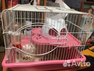 Продаю мышонка и клетку