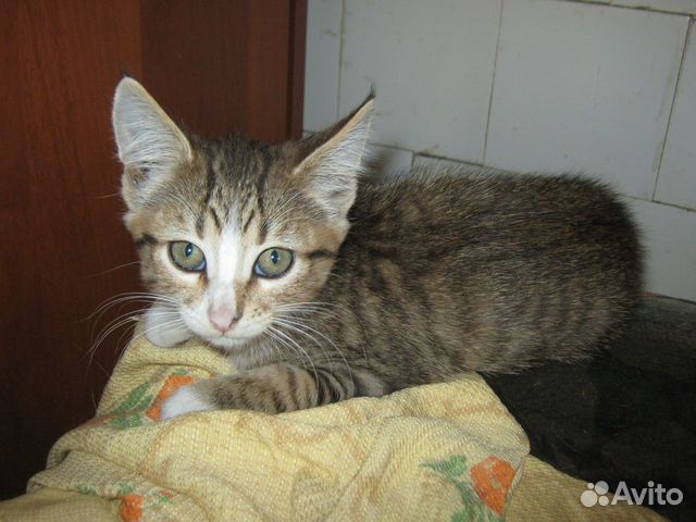 Котята крысоловы в частный дом