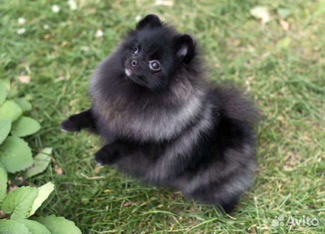 Маленькая куколка