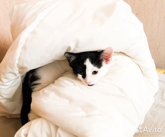 Котёнок девочка 2,5 месяца(чеёрно-белая)