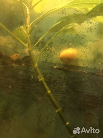 Улитки ампулярия в дар