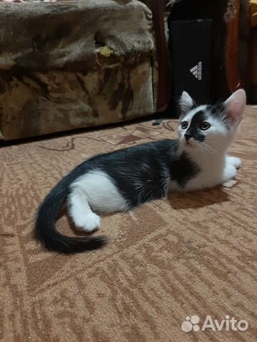 Котята