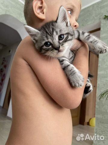 Котята от шотладской кошки