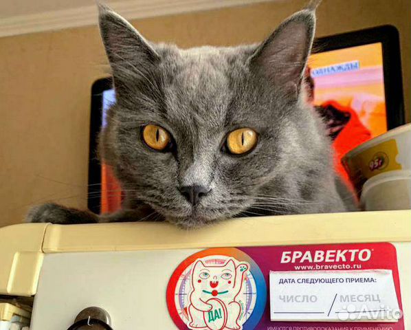 Русская голубая кошка бесплатно