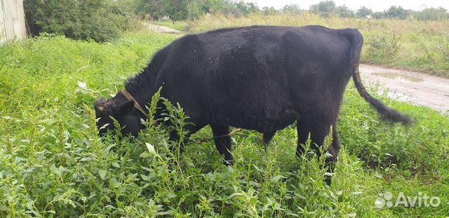 Бык 10 месяцев