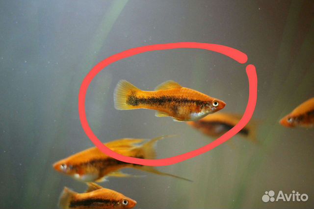 Рыбки меченосцы
