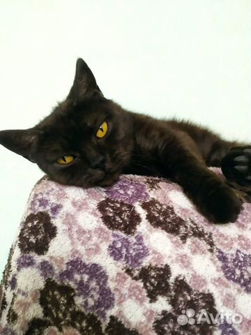 Кошечка фенотип британки