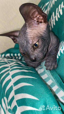 Донской сфинкс